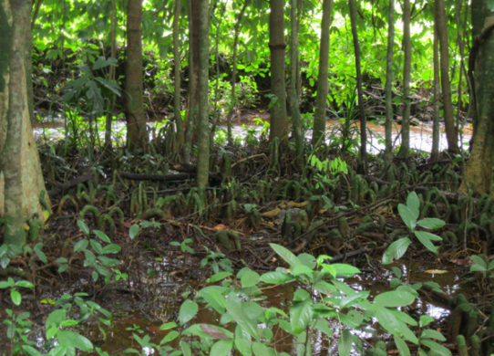 9 Most Amazing Facts You Don’t Know About Goa